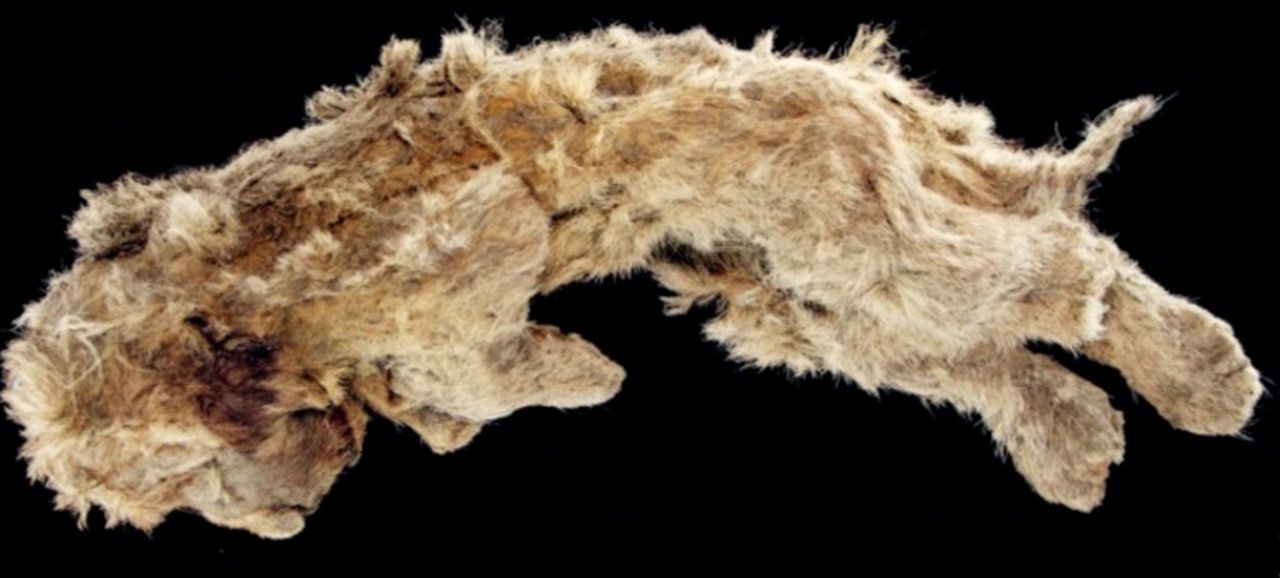 Un pui de leu, vechi de 28.000 de ani, găsit în stare surprinzător de ...