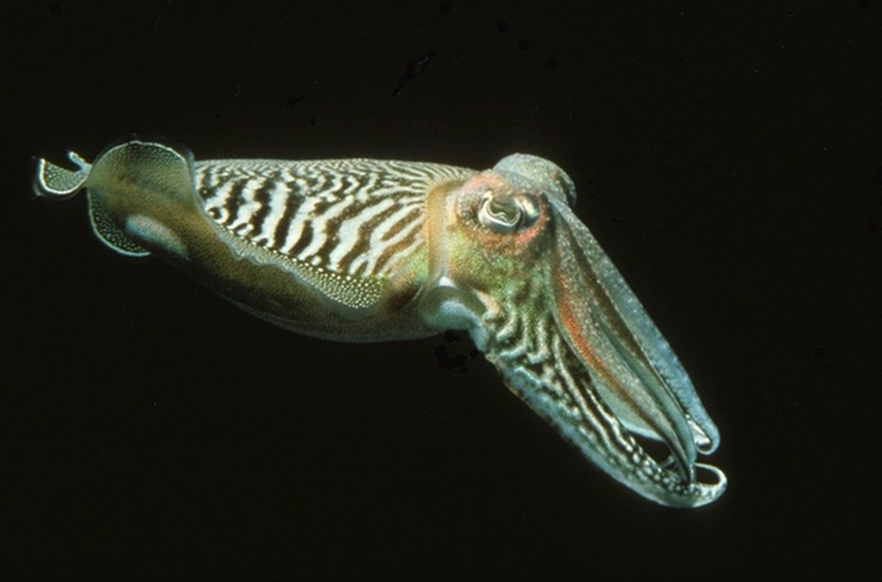 Creierul incredibil al sepiilor ascunde amintiri care nu par să dispară ...