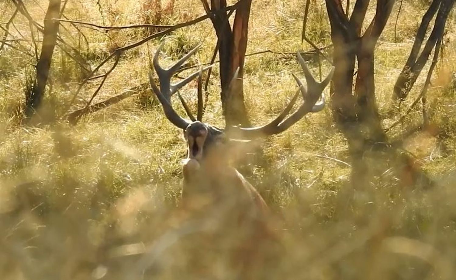 Imagini rare cu un cerb superb în perioada boncăluitului, într-o pădure ...