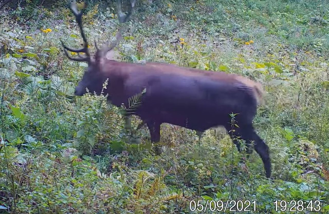 Un cerb superb a fost surprins în Parcul Național Munții Rodnei
