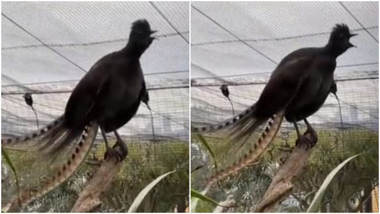 O pasăre superbă dintr-o grădină zoo a învățat să imite la perfecție ...