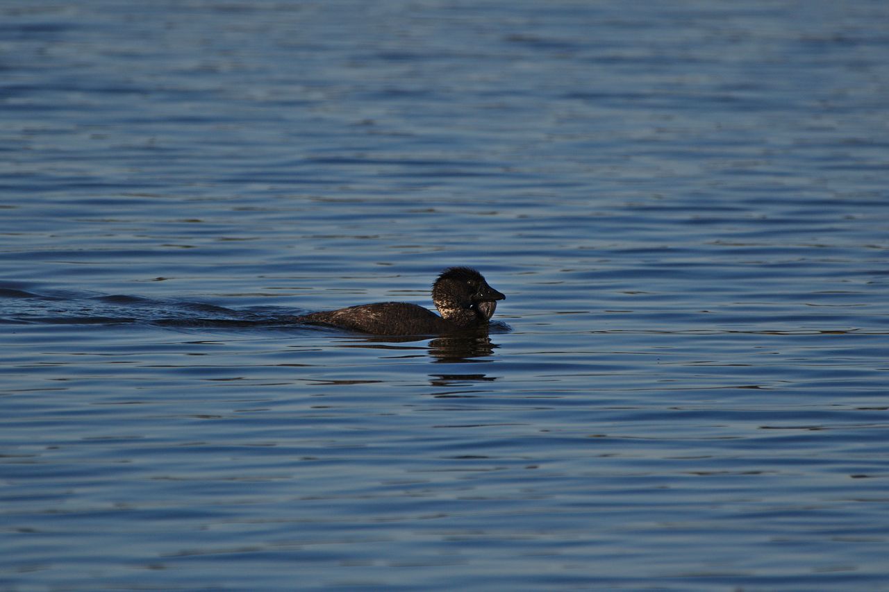 O rață care înjura precum oamenii, primul caz de acest fel înregistrat ...