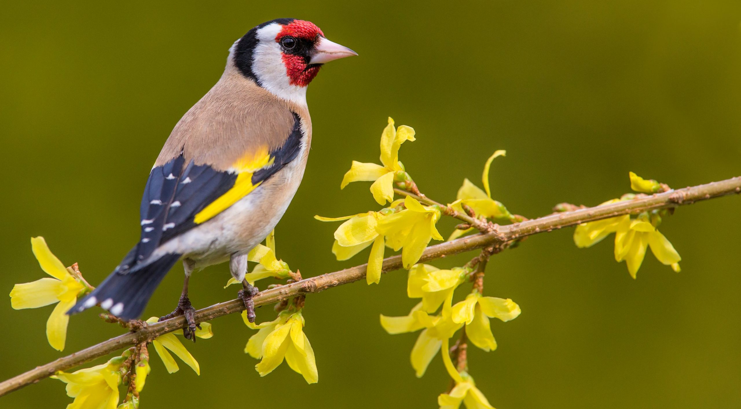Sticletele, o pasăre cântătoare preferată pentru păstrarea în colivii