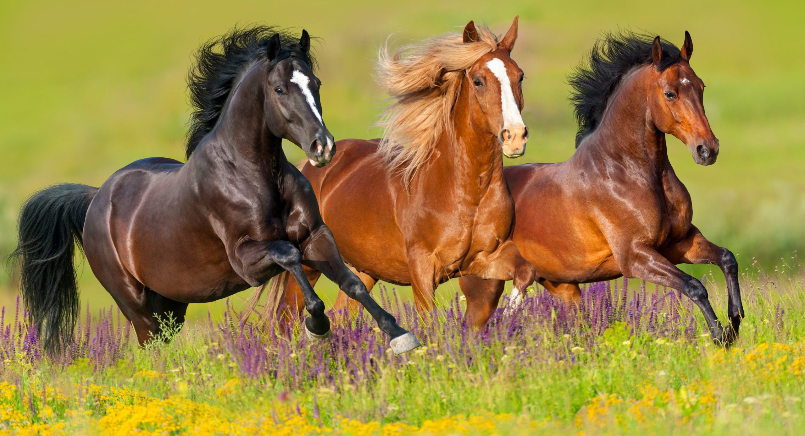 Genetica dezvăluie locul de unde a provenit strămoșul tuturor cailor ...