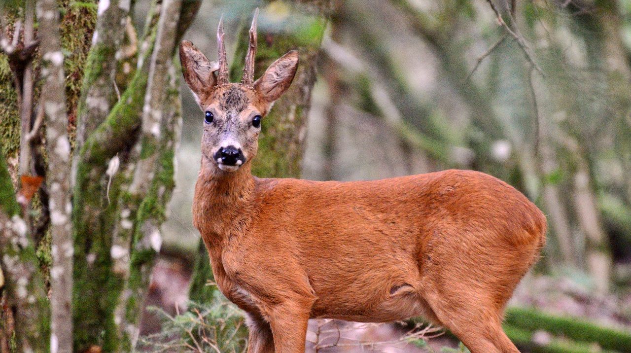 Bărbat acuzat că a rupt cornul unui căprior de la Grădina Zoo din ...