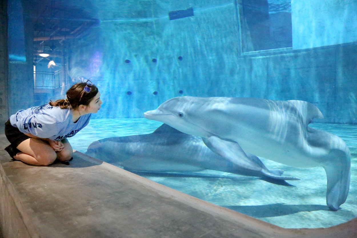 Delfinul Winter, care a inspirat oamenii cu dizabilități din lumea ...