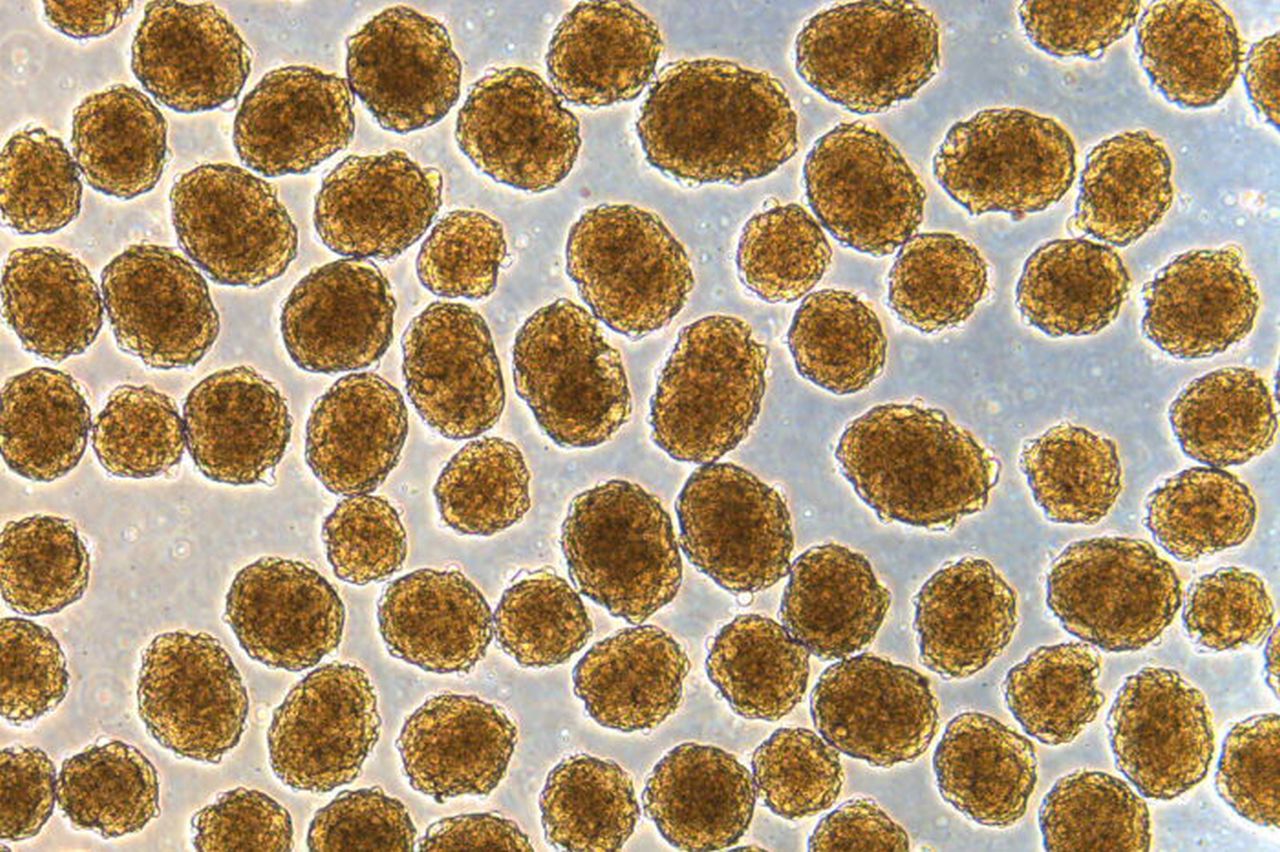 Un experiment cu celule stem umane a inversat diabetul la șoareci