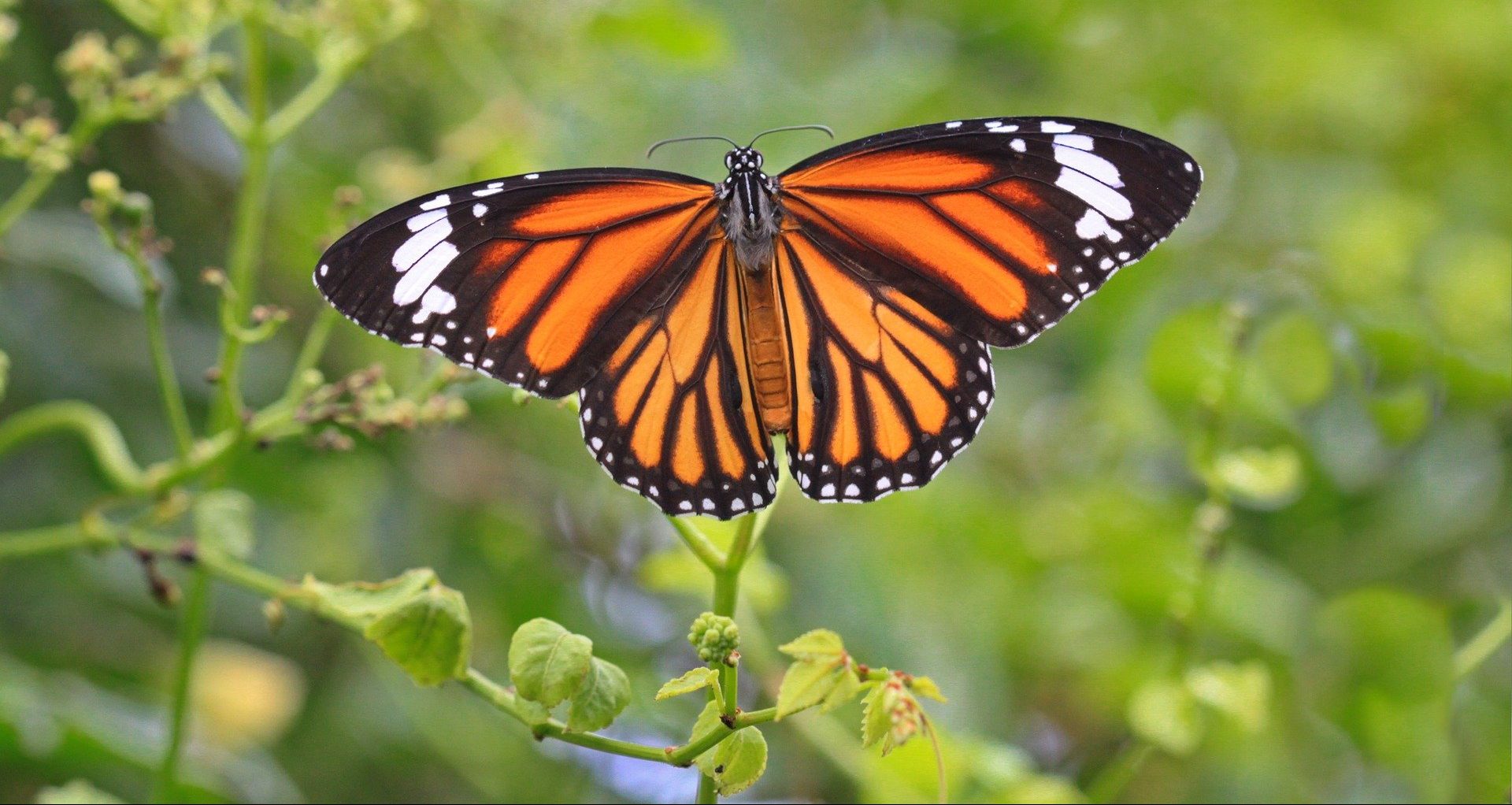 Fluturii monarh, pe cale de dispariţie. Cât de mult a scăzut populația ...