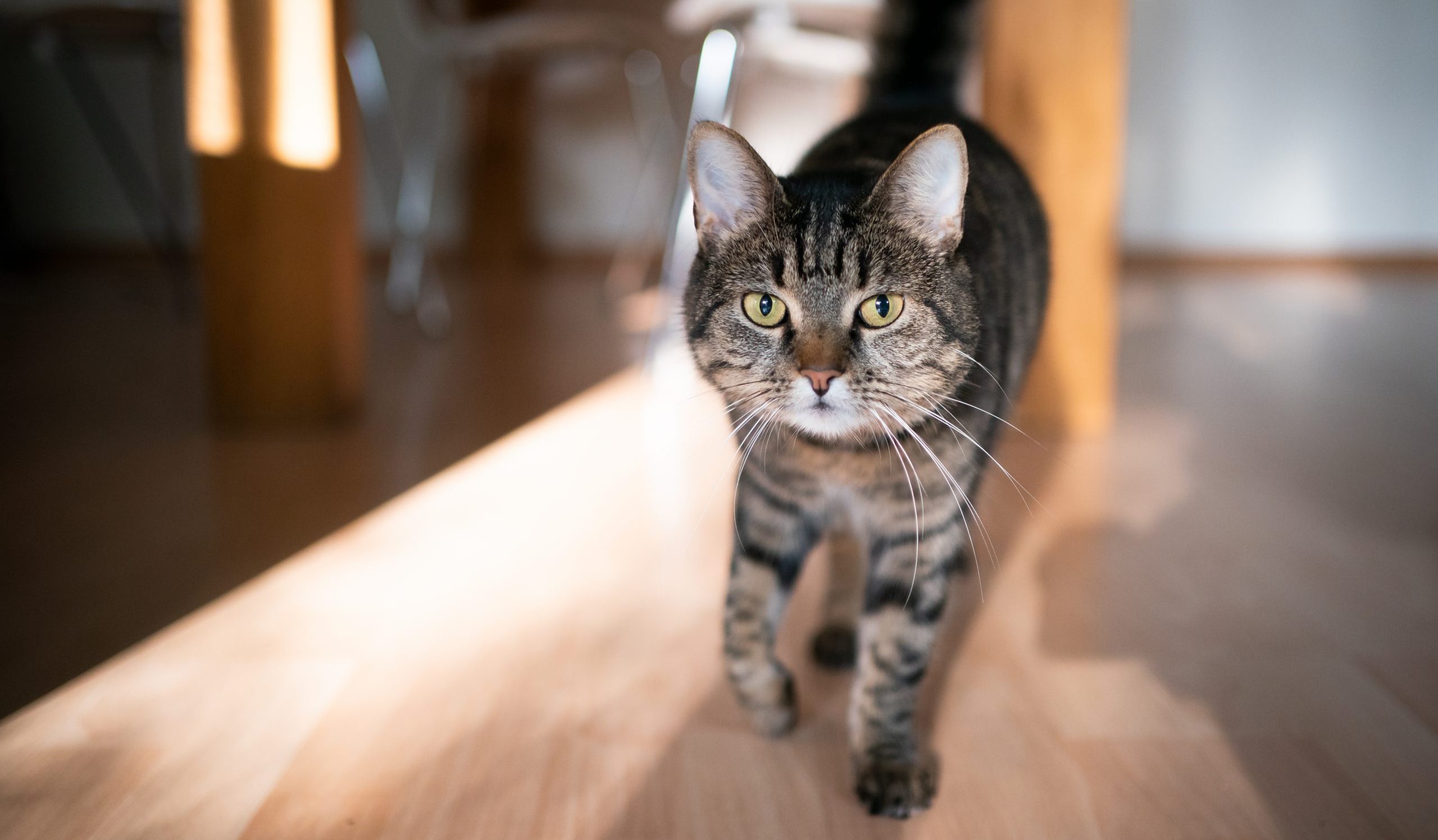 De ce urmăresc pisicile fiecare mișcare a stăpânilor? „O minte mult mai ...