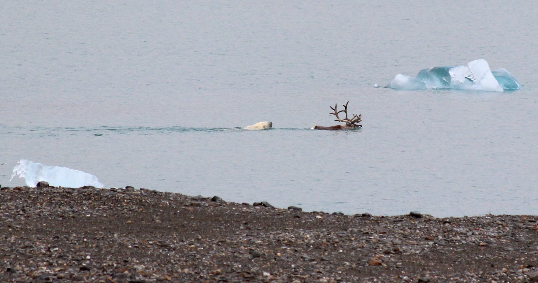 Dieta urșilor polari, sub semnul întrebării după imagini fără precedent ...