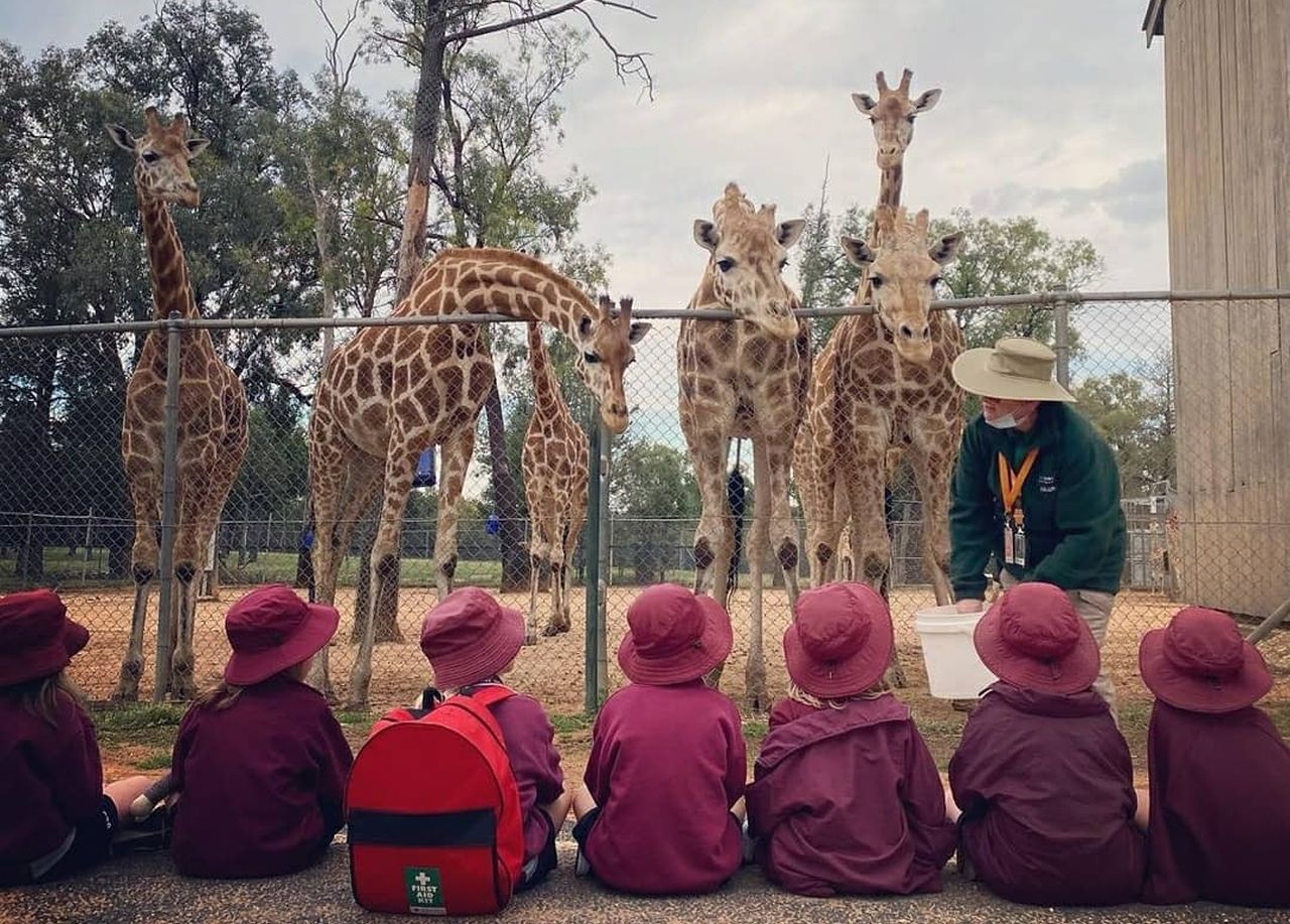 Mutangi, cea mai bătrână girafă din lume, a murit la 31 de ani