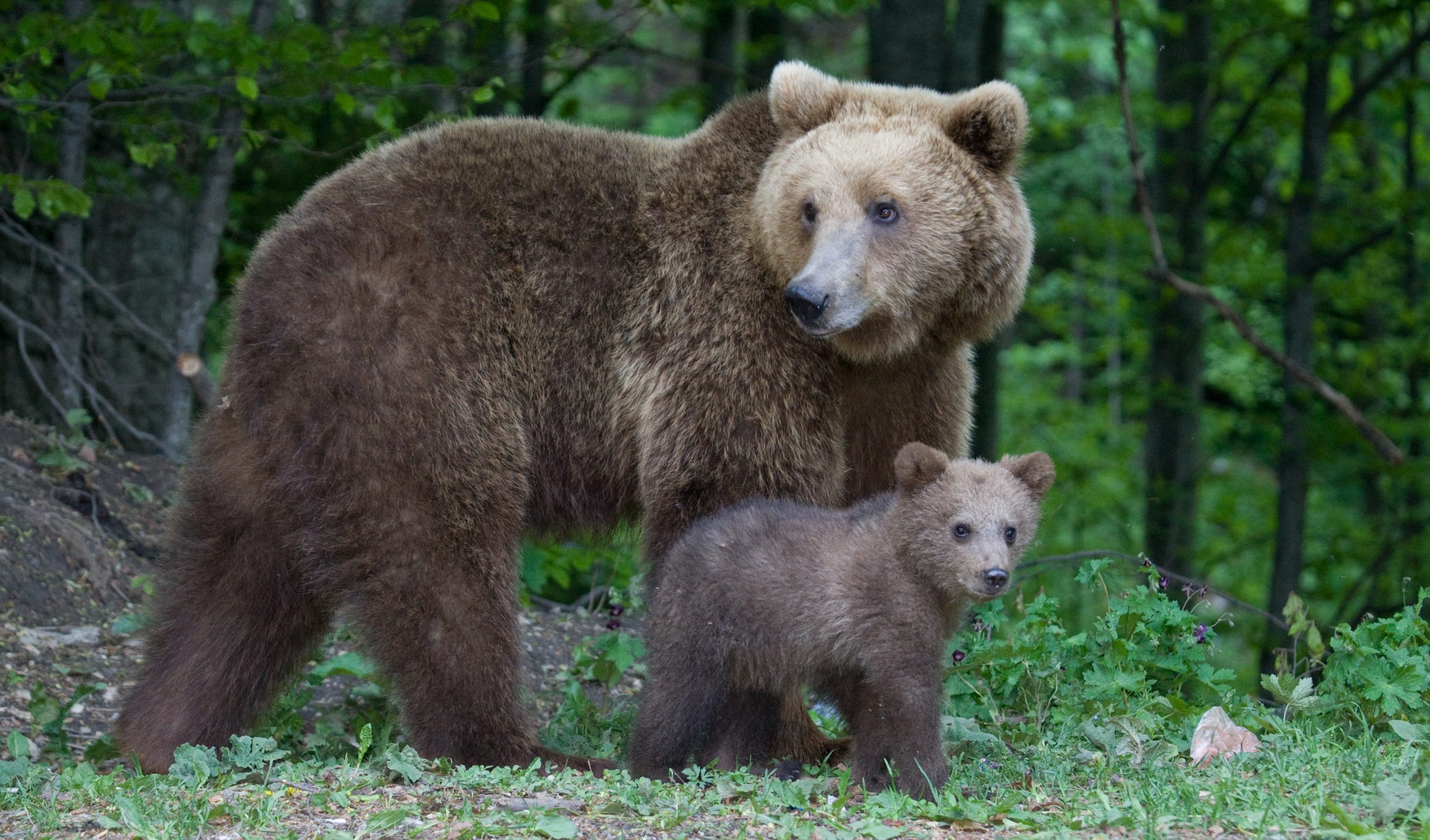 Intervenția imediată împotriva urșilor periculoși în extravilan ...