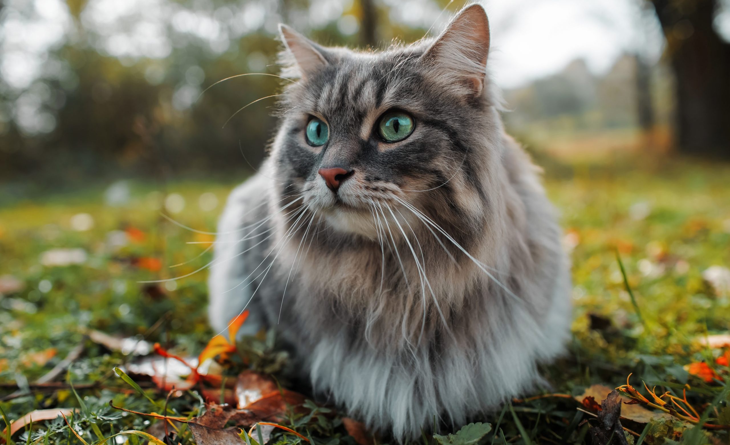 O femeie și-a găsit pisica dispărută după ce i-a recunoscut mieunatul ...