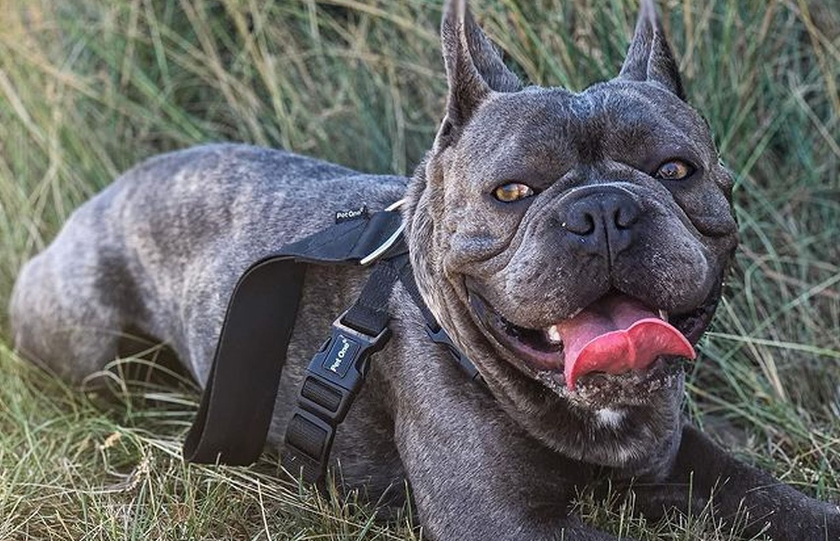 Daddy Diaz ar putea deveni cel mai mare bulldog francez din lume ...