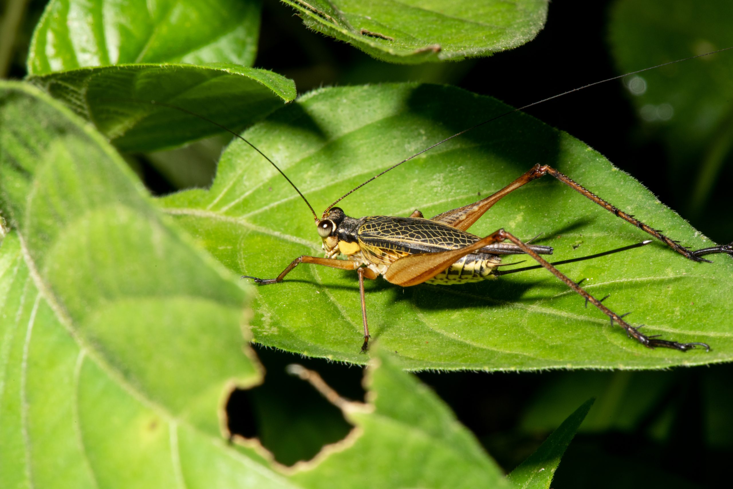 Greierele de casă, un produs alimentar sigur în Uniunea Europeană