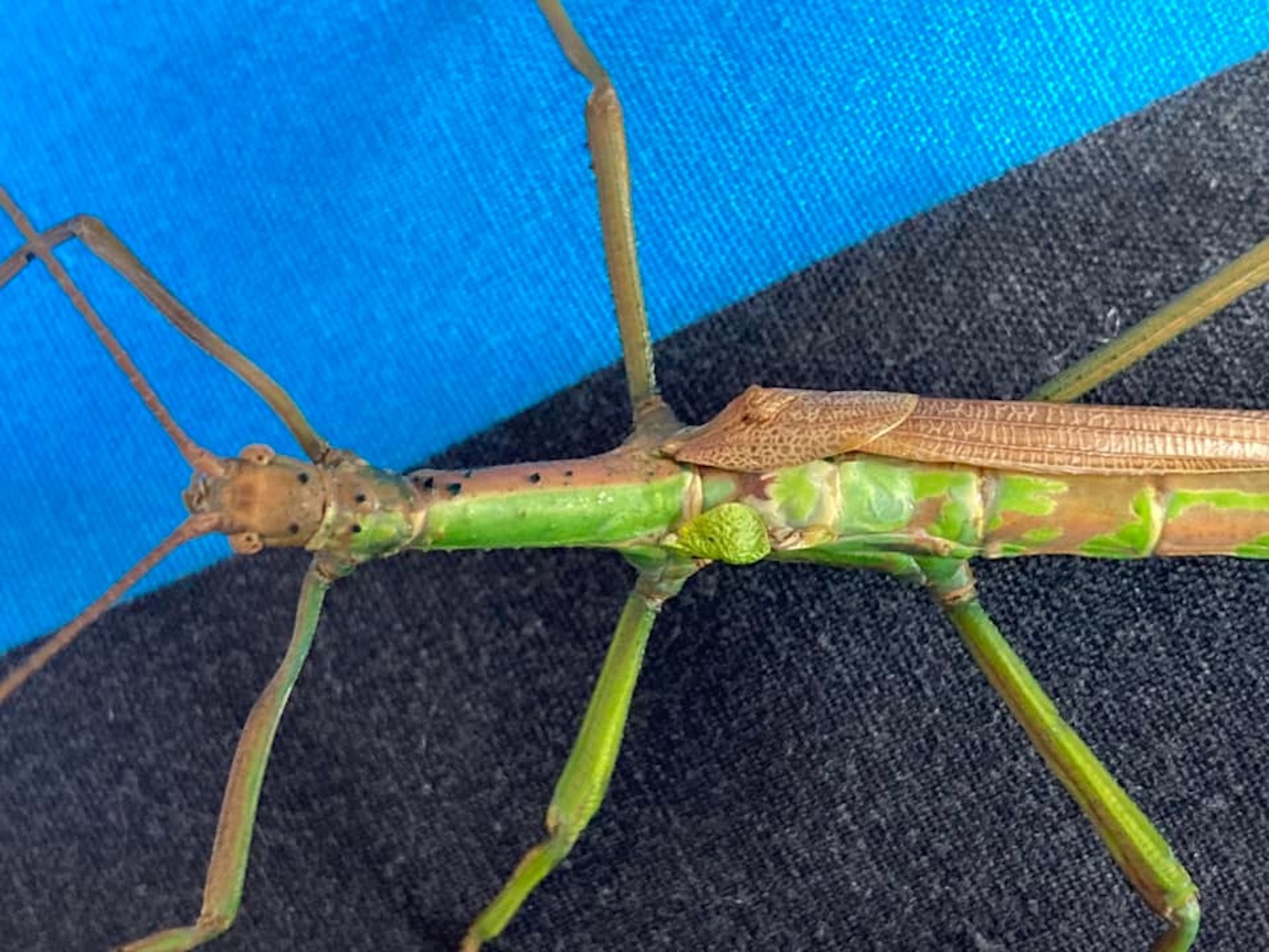 Insecta-băț poate fi si mascul și femelă. Este primul caz confirmat la ...