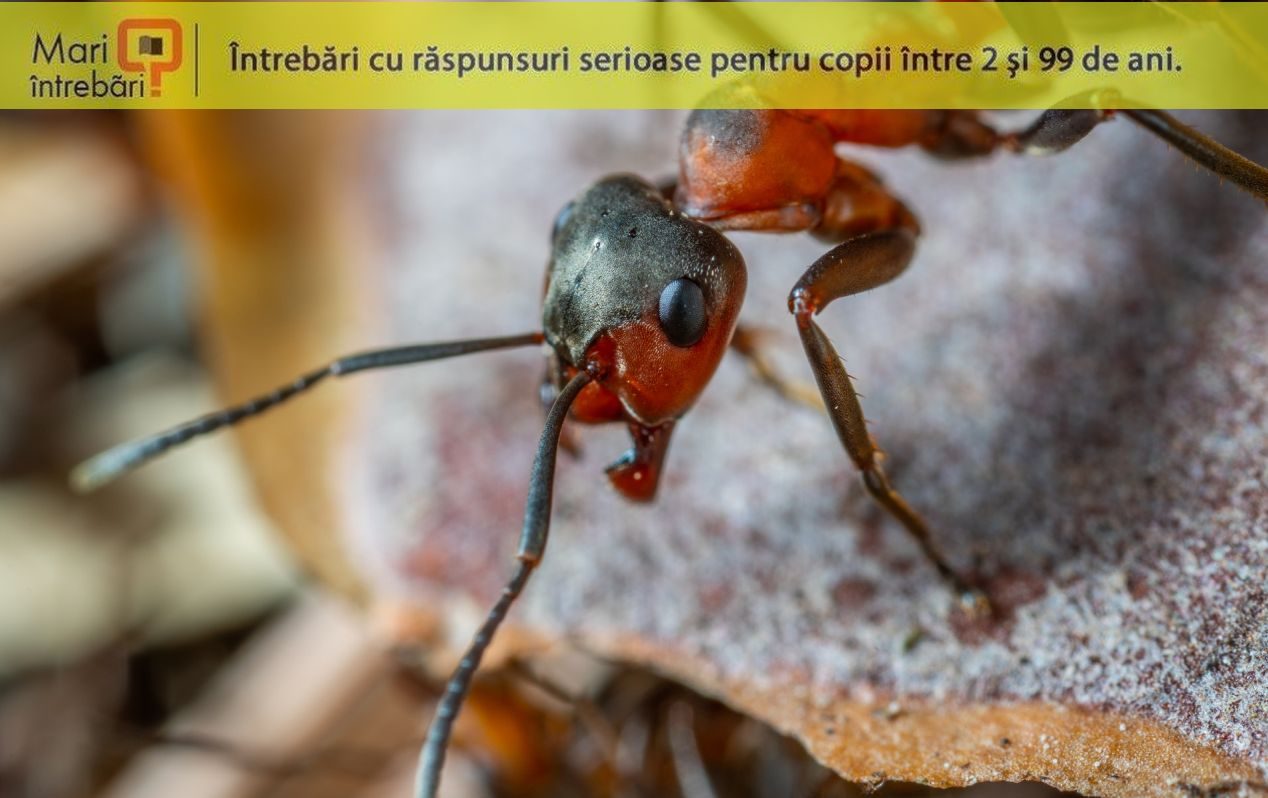 Care este mirosul furnicilor?