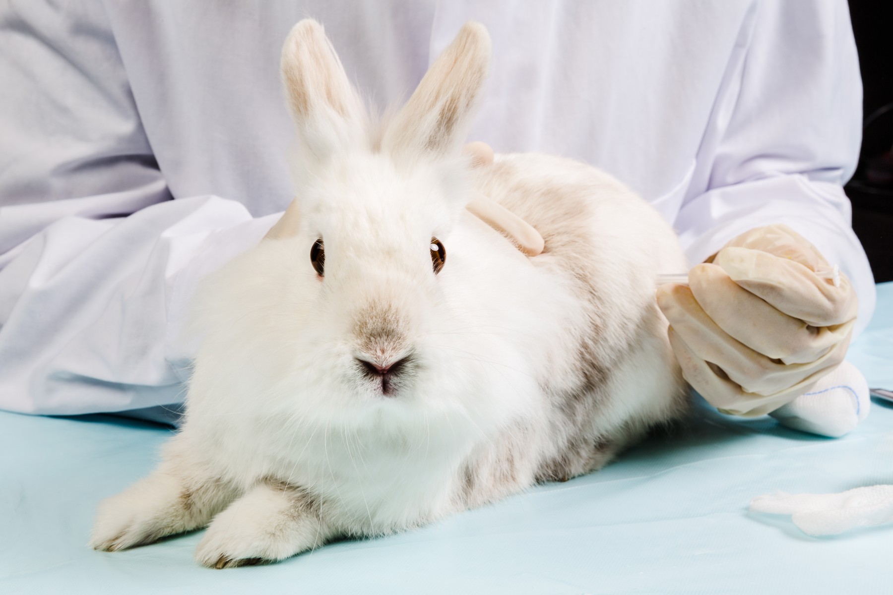 Elveția ar putea deveni prima ţară care interzice testele medicale pe ...