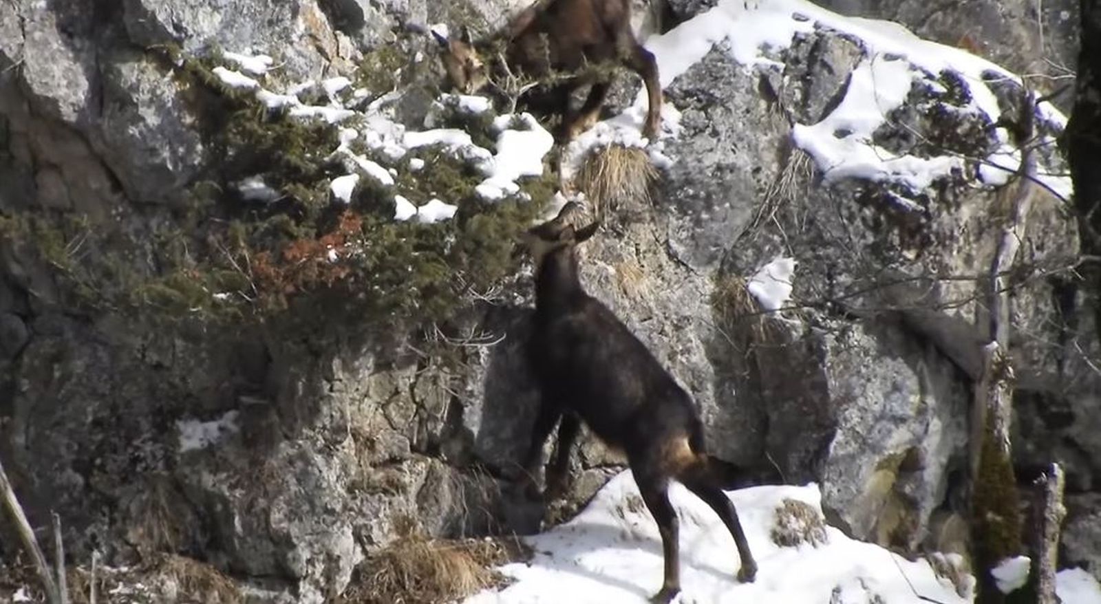 Capre negre surprinse în timpul unei activități preferate, în Parcul ...