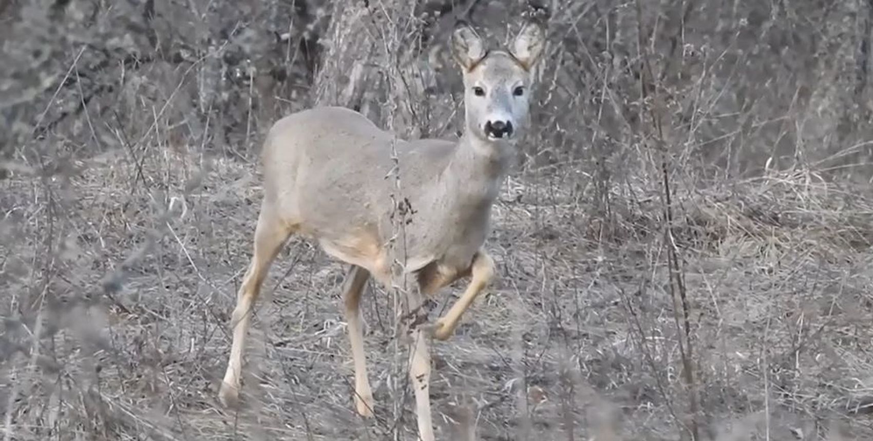 Imagini inedite cu o căprioară într-o pădure din Caraș-Severin