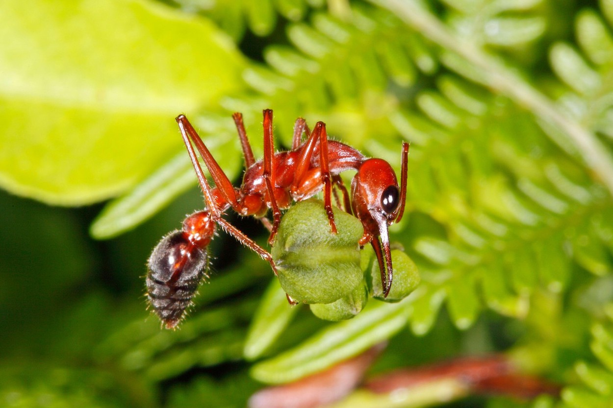 Veninul de furnică ar putea oferi un tratament pentru reducerea durerii