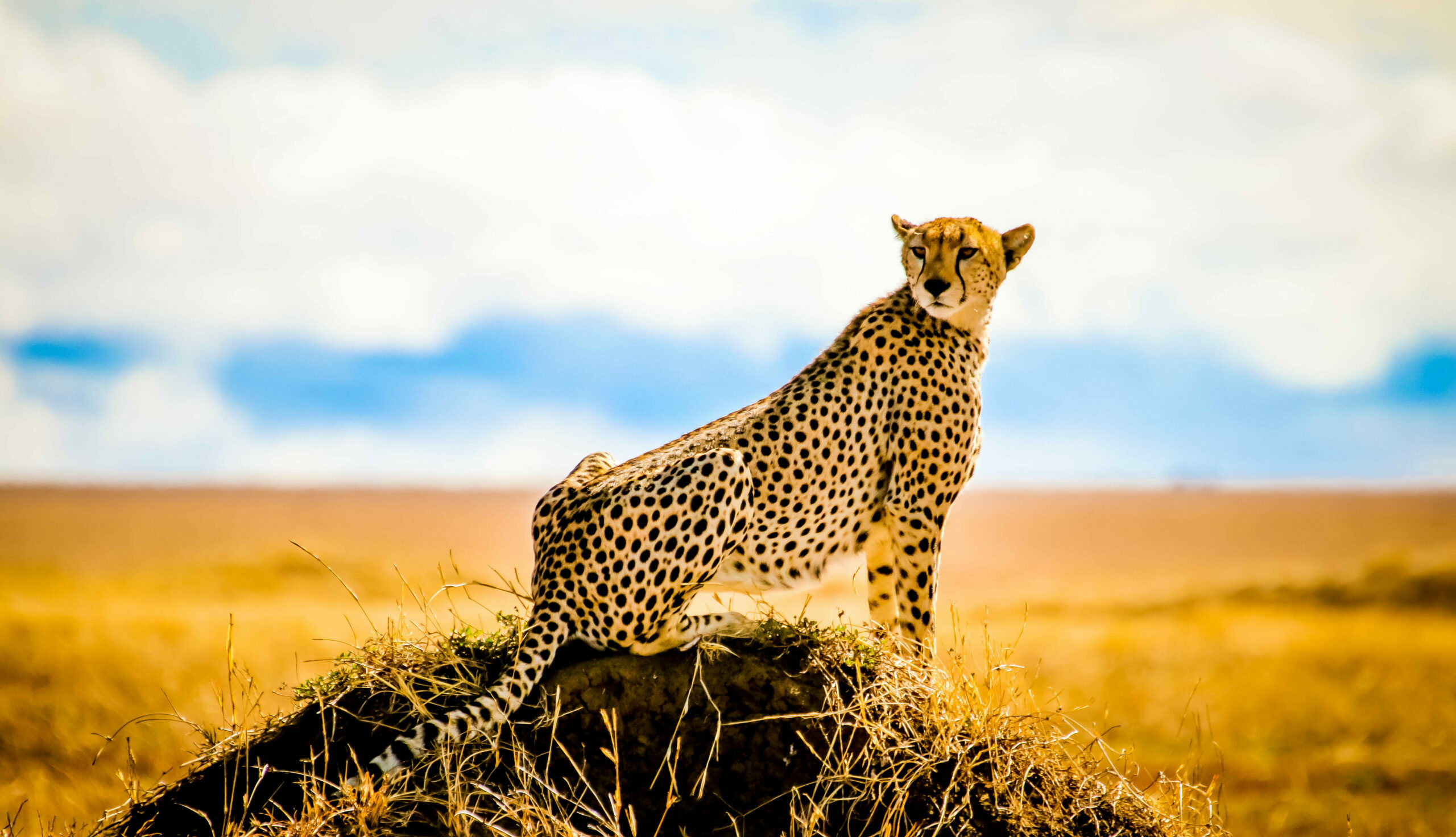 Test de cultură generală. Care este cel mai rapid animal terestru?