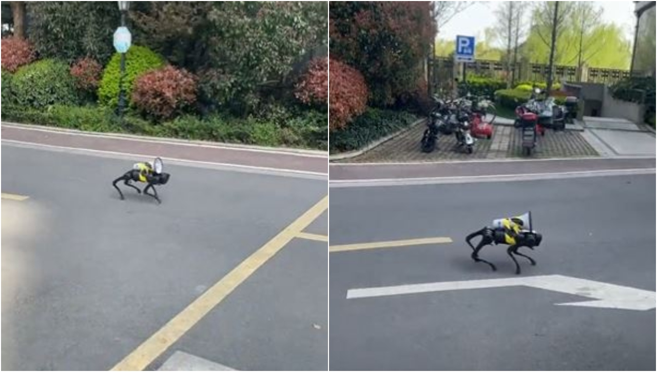 Un câine robot luptă cu pandemia. Cum le cere China cetățenilor să ...