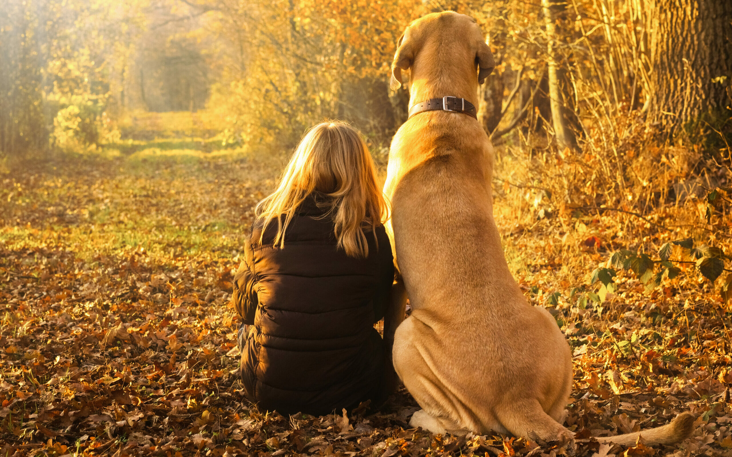 Longevitatea câinilor. Cât ar putea trăi prietenul tău cel mai bun?