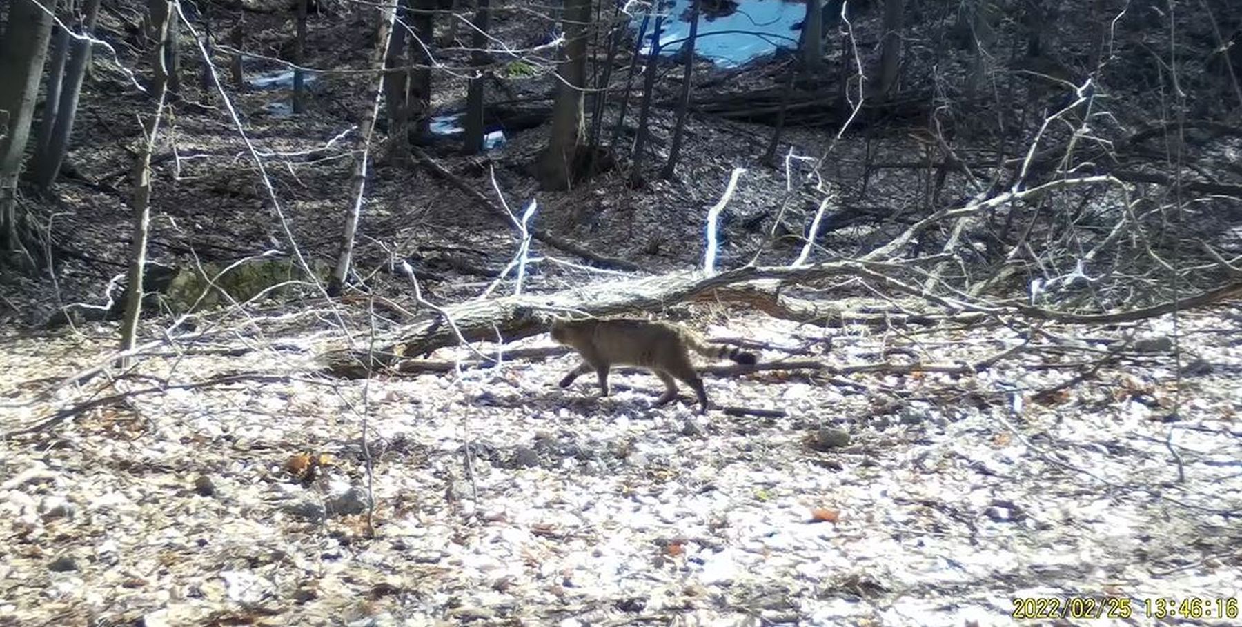 Imagini cu o pisică sălbatică în timp ce își marchează teritoriul ...