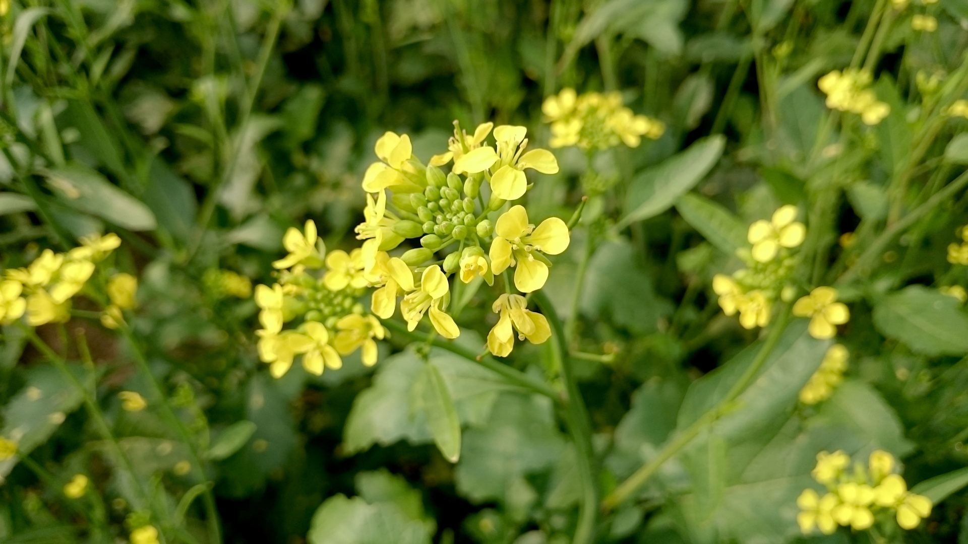 Au fost lansate primele cămăşi pe bază de plante