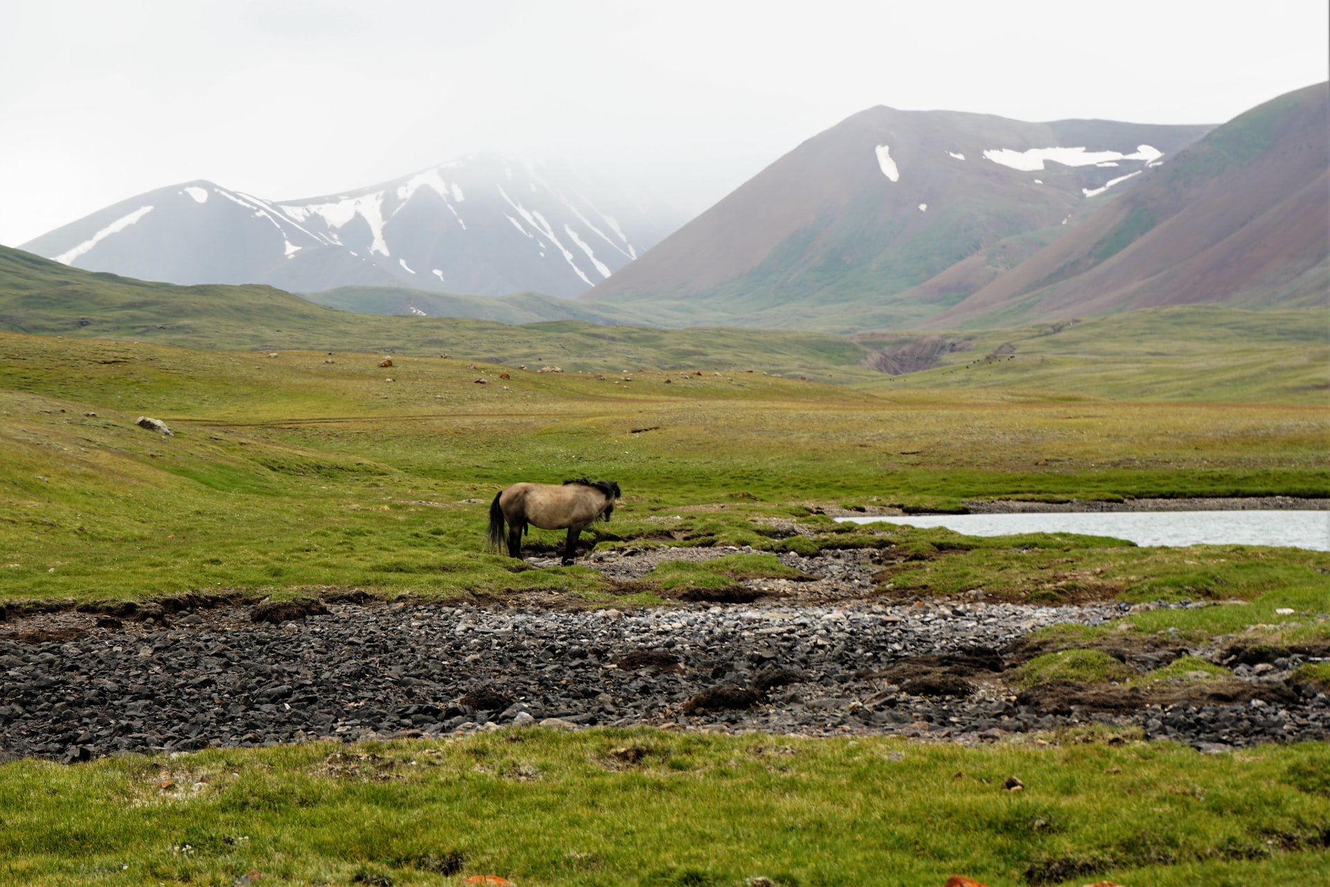 Tundra siberiană ar putea dispărea până la mijlocul acestui mileniu