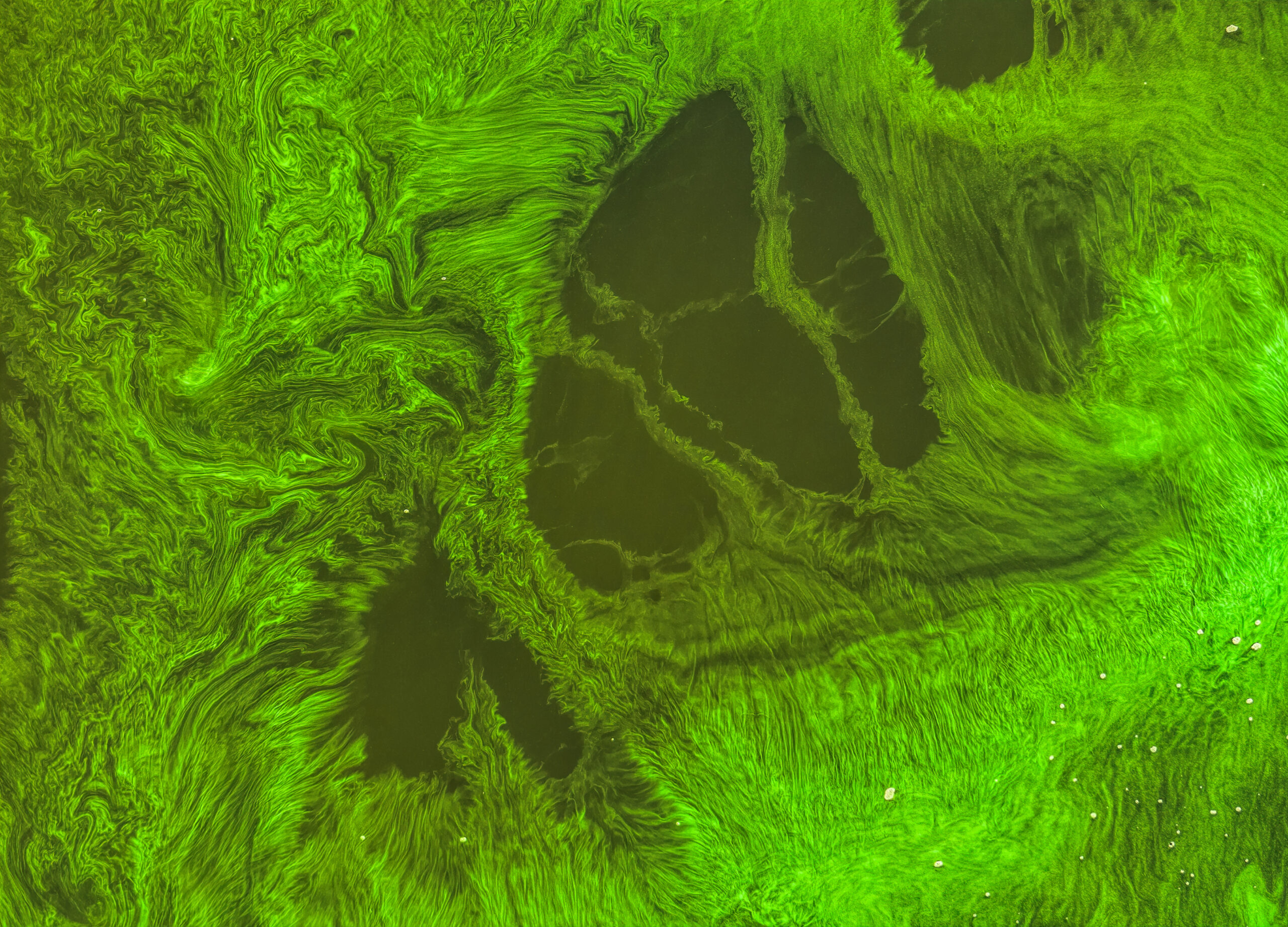 Ce beneficii pot aduce algele verzi pentru mediu? Iată cele mai noi ...