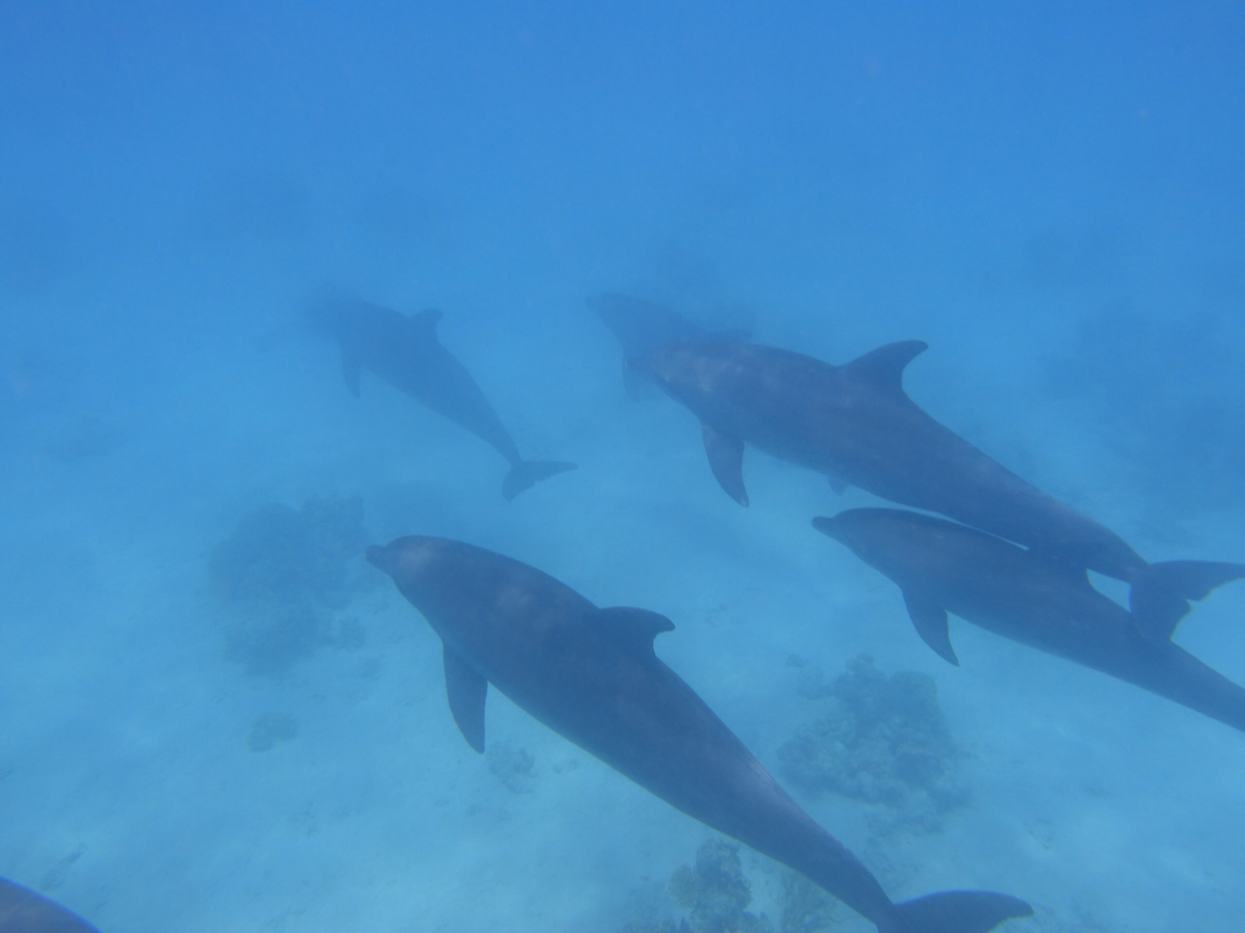 Sute de delfini din Marea Neagră, răniți și uciși de sonare militare