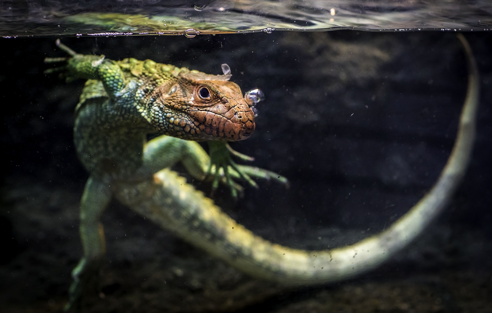 O cincime din toate speciile de reptile ar putea dispărea