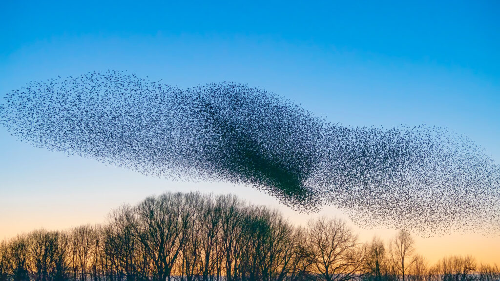 Care este secretul spectaculoaselor stoluri de grauri?