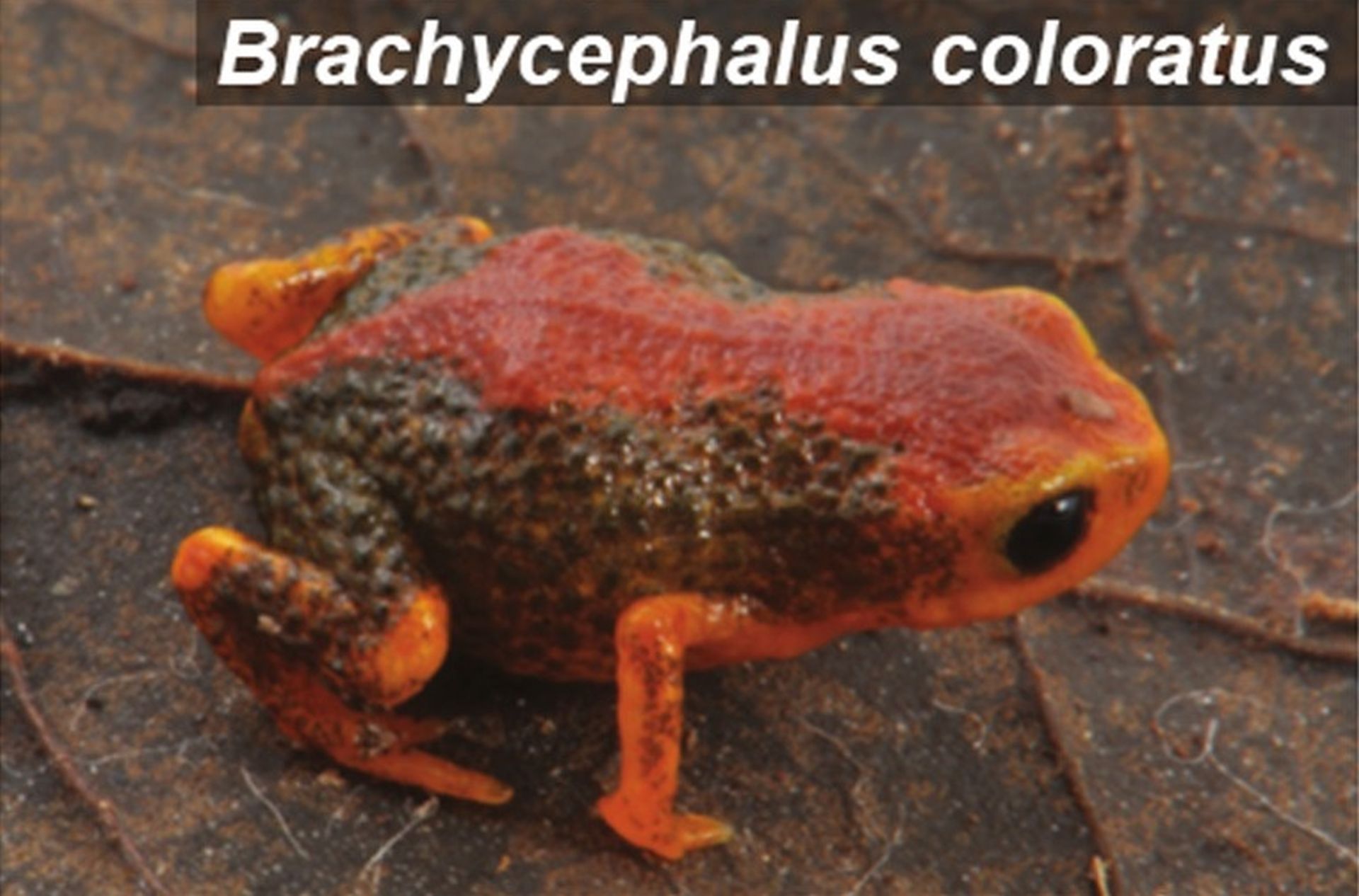 Motivul surprinzător pentru care o broască în miniatură din Brazilia nu ...