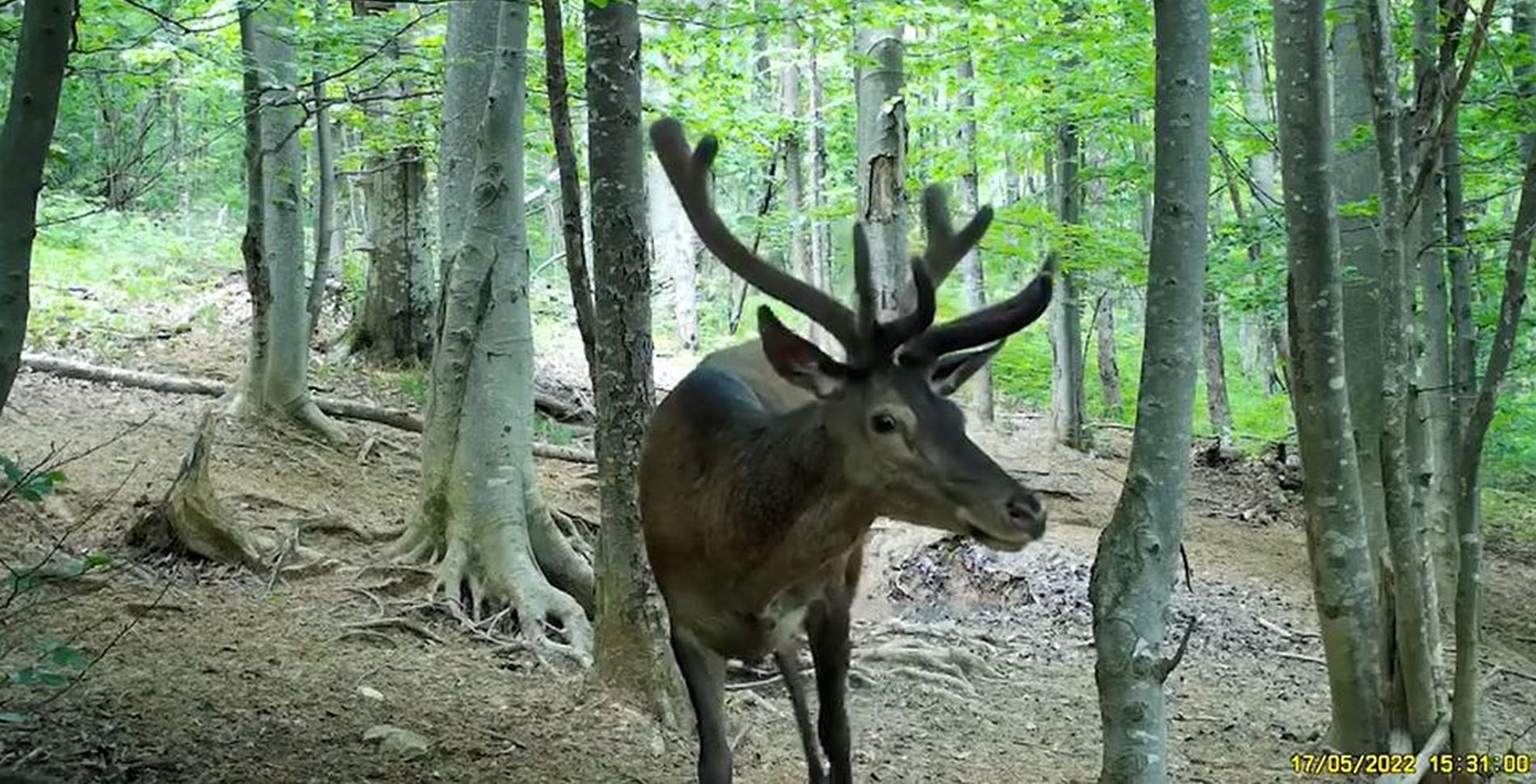 Prim-plan cu un cerb frumos, într-o pădure din Parcul Național Semenic ...