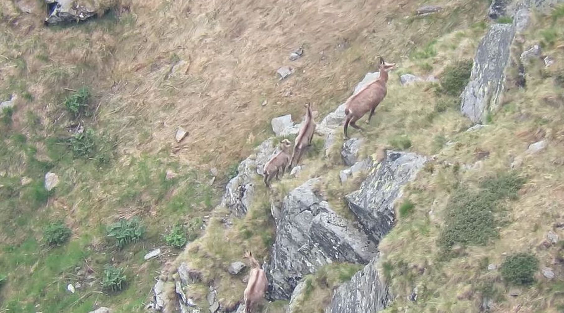 Imagini cu o capră neagră care îi învață pe iezi cum să se cațăre în ...