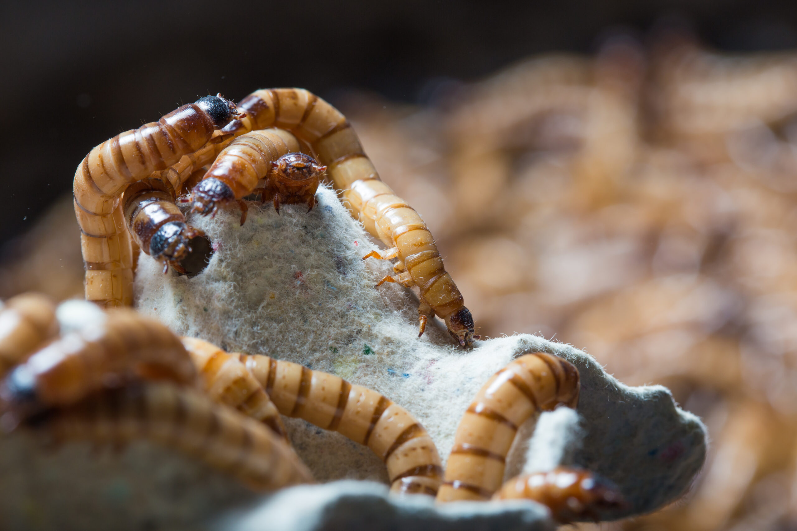 Oamenii de știință au descoperit viermi care adoră să mănânce polistiren