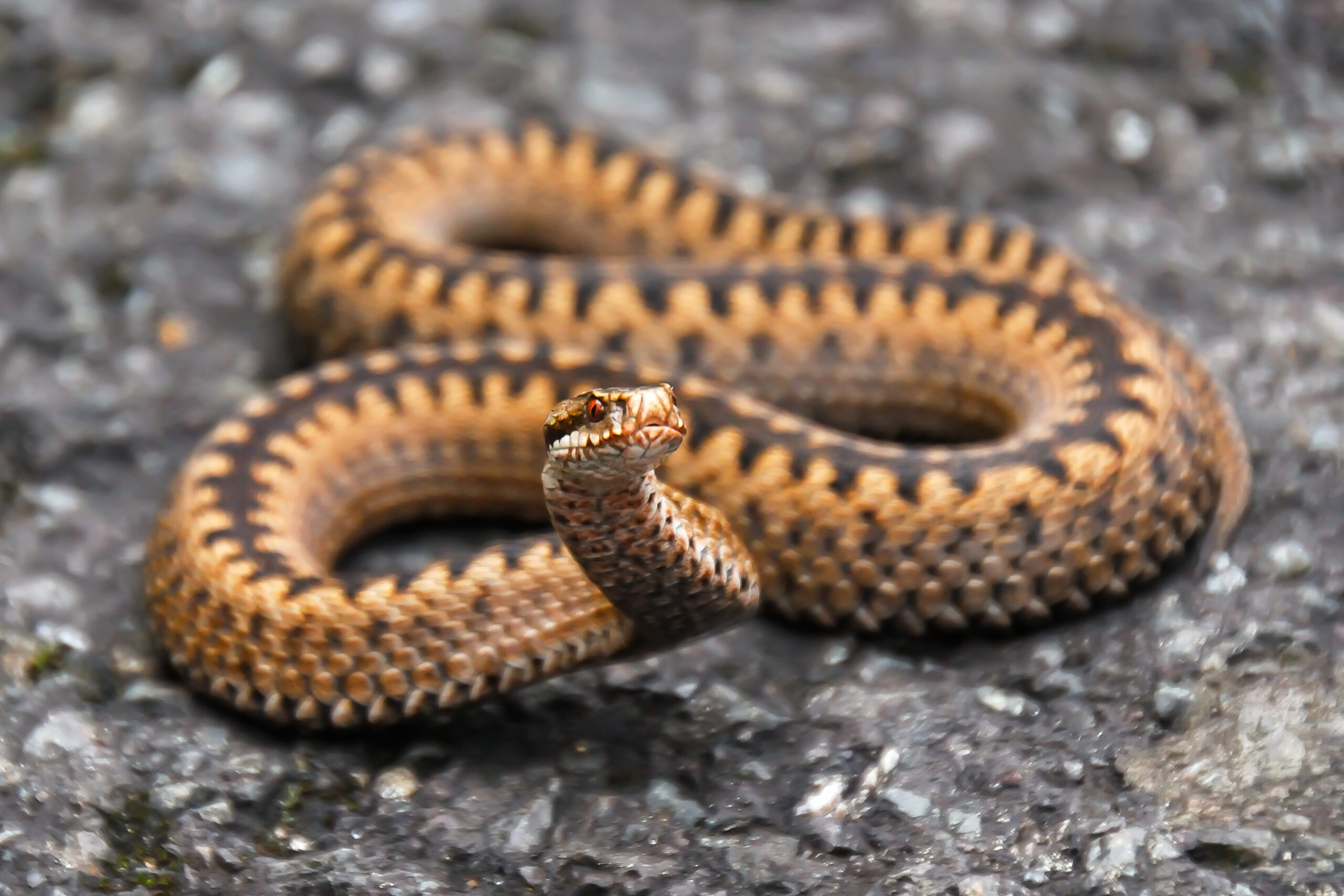 Veninul de șarpe ar putea salva vieți și vindeca răni. Ce au realizat ...