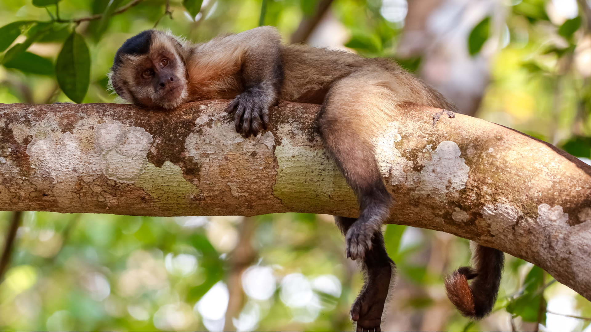 O specie de maimuțe capucin are un risc mai mare de dispariție decât se ...