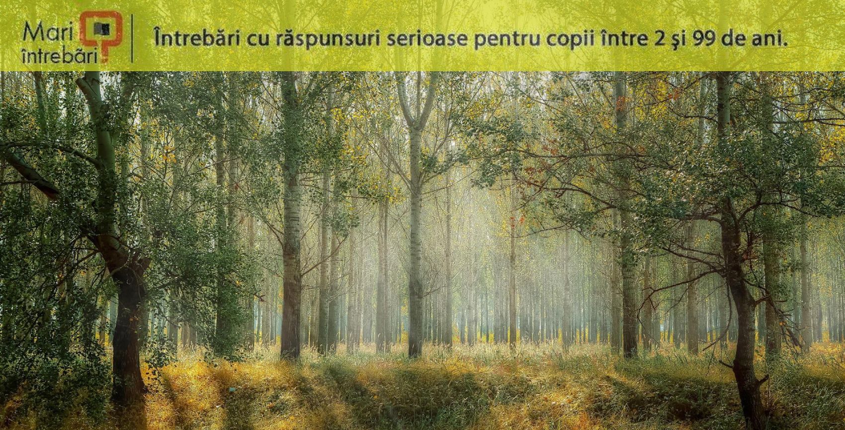 Când și cum au apărut primele păduri de pe Pământ?