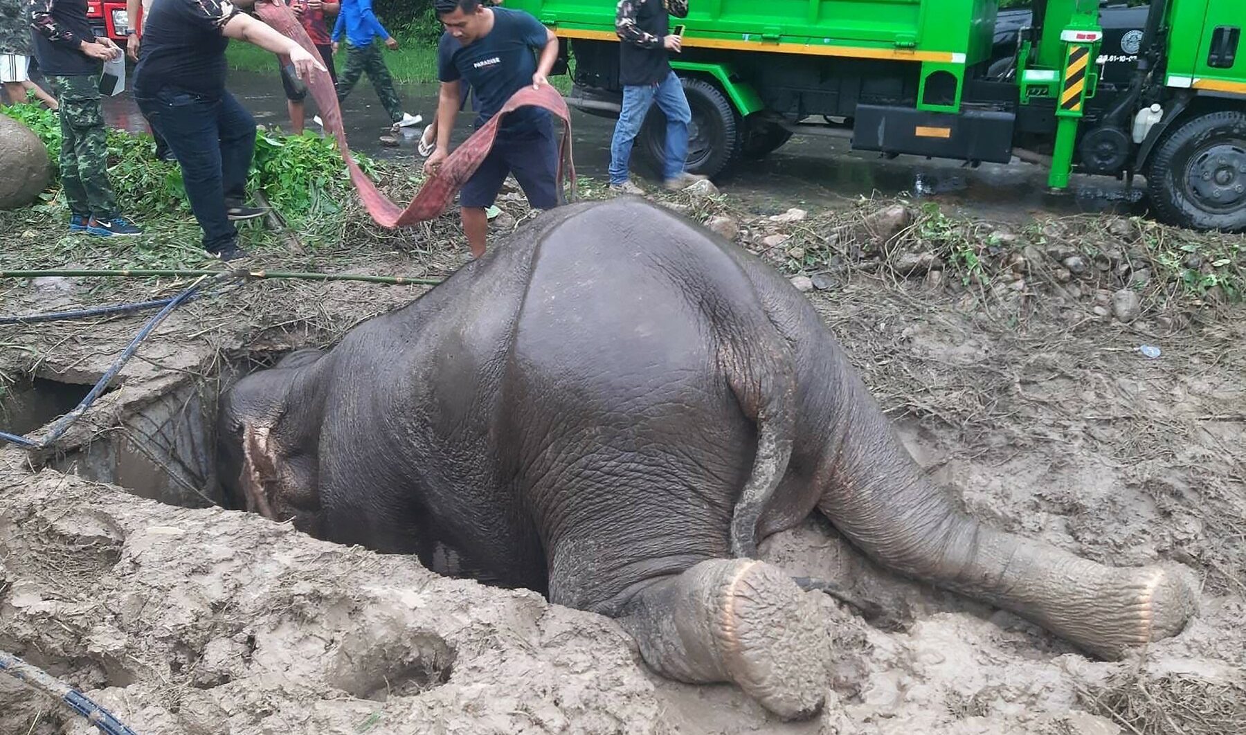 Salvare dramatică pentru un pui de elefant și mama sa, căzuți într-un ...