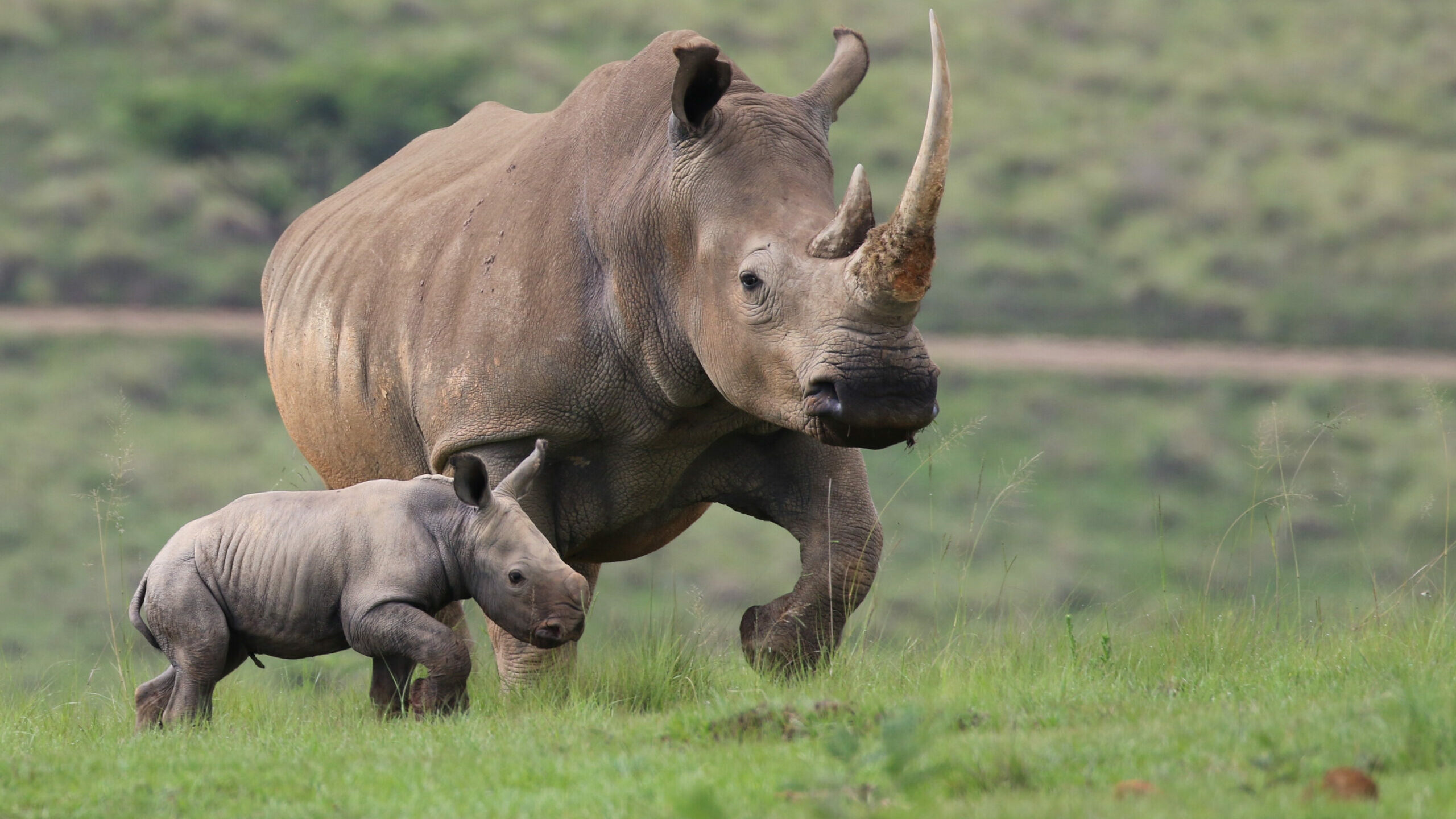 Primii rinoceri albi din ultimii 40 de ani într-un parc natural din ...