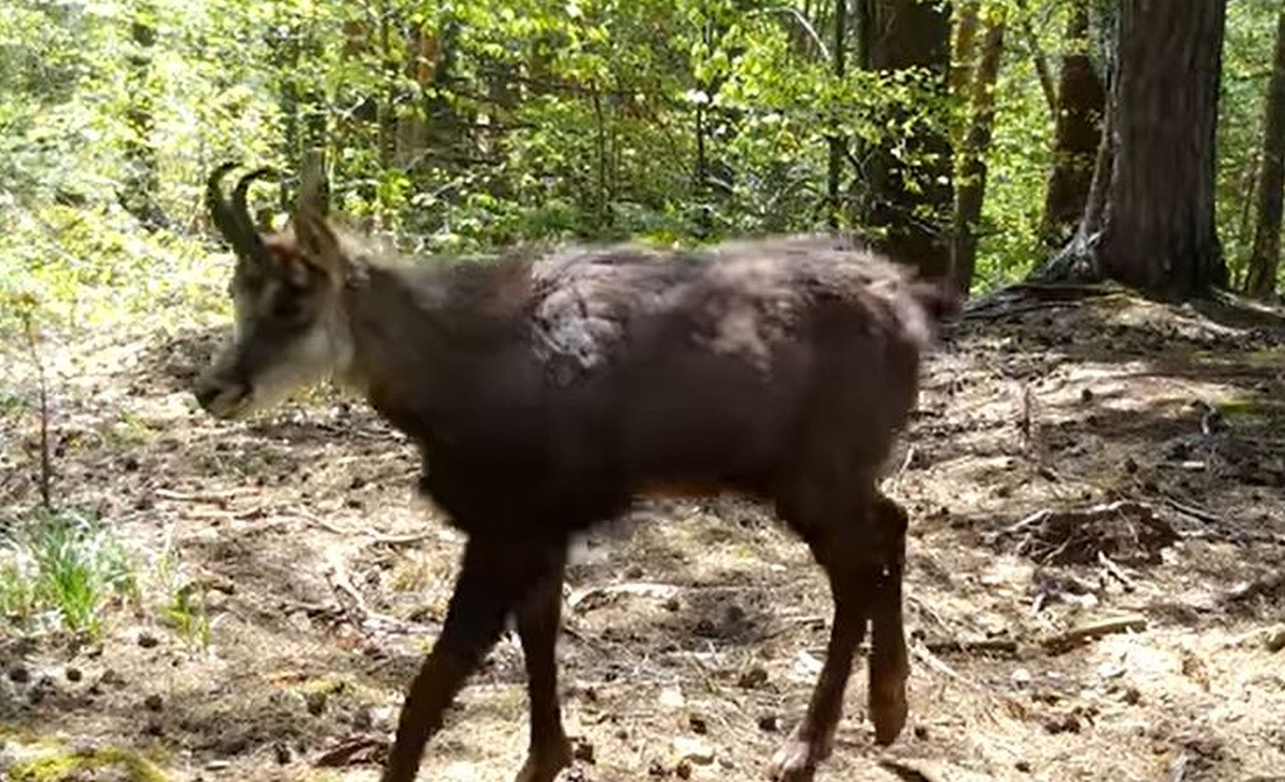 O capră neagră, surprinsă în imagini într-o pădure din Parcul Natural ...