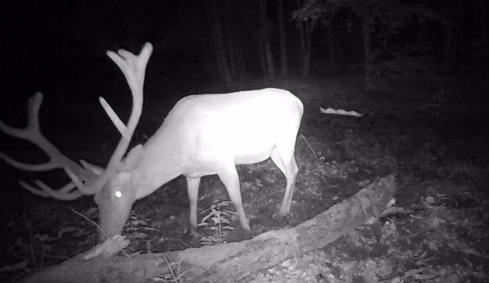 Imagini inedite cu cerbi surprinși în timp ce se hrănesc, în Parcul ...