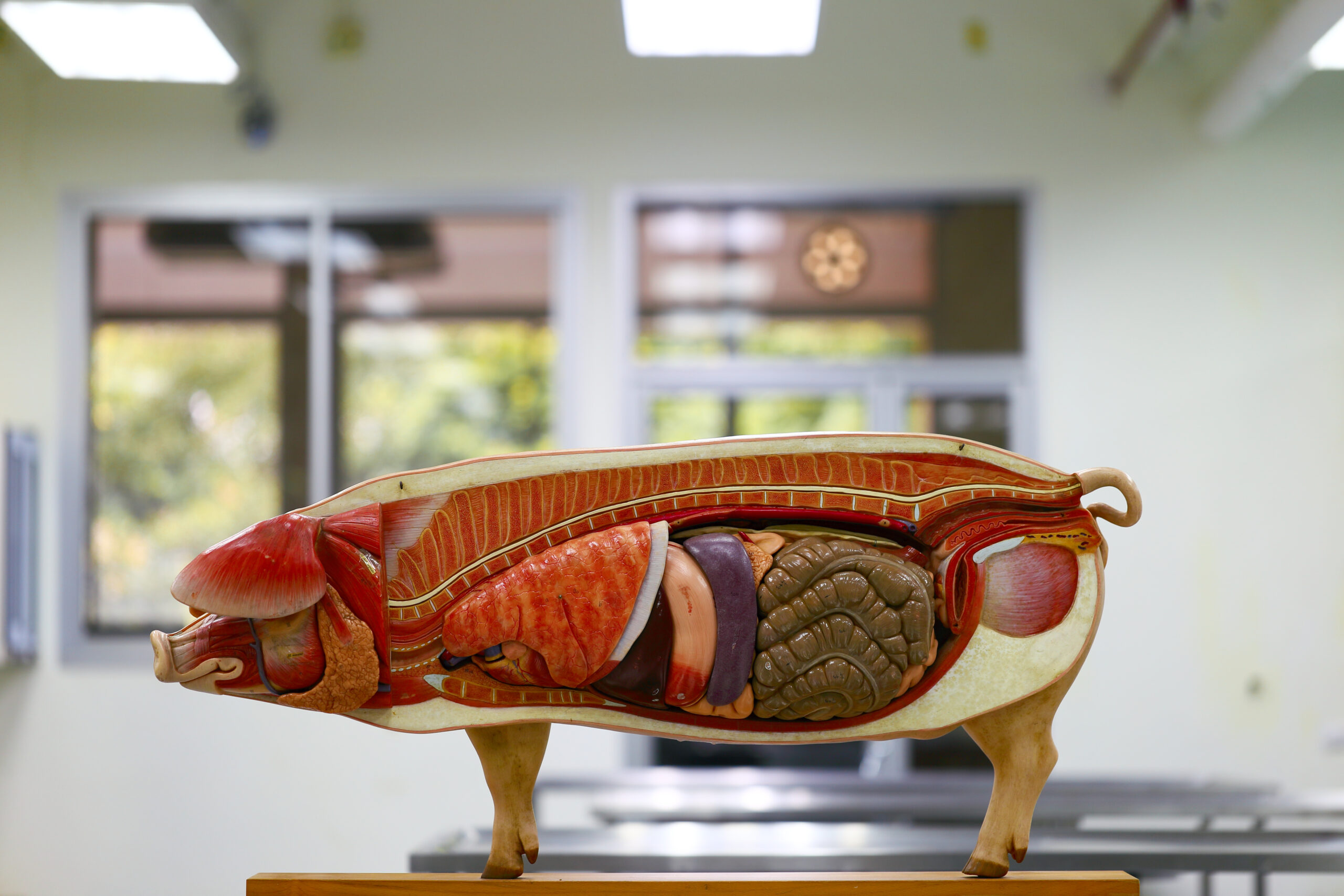 Organe de porc, readuse la viață cu ajutorul unei noi tehnologii