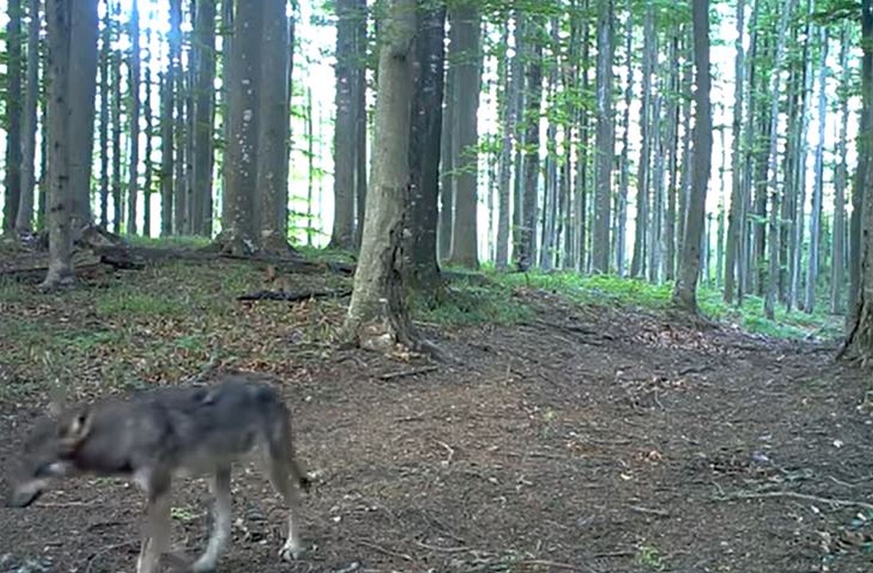 Imagini „foarte rare” cu șase pui de lup și părinții lor, dezvăluite de ...