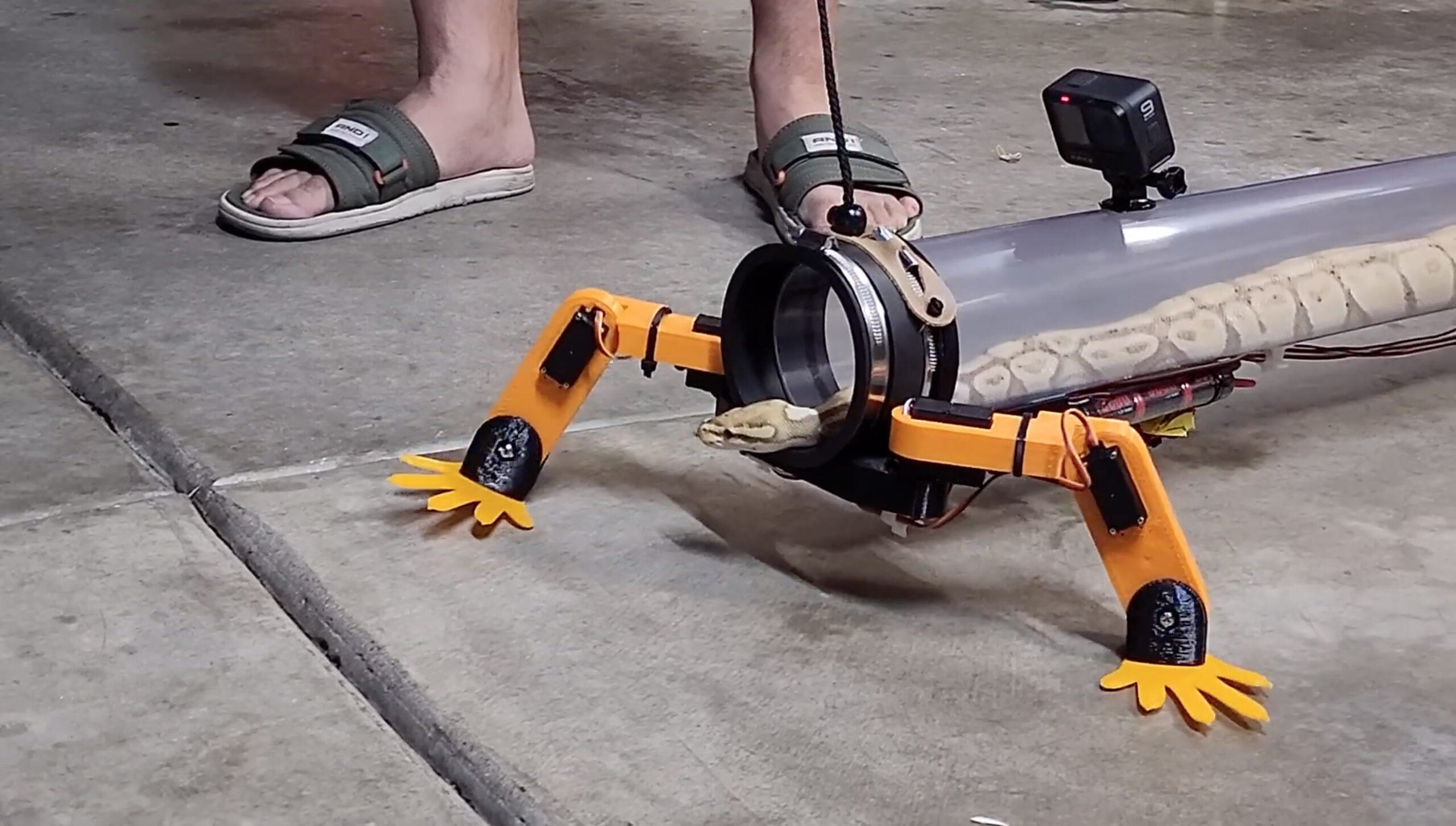 Un exoschelet robotic permite șerpilor să meargă pe patru picioare