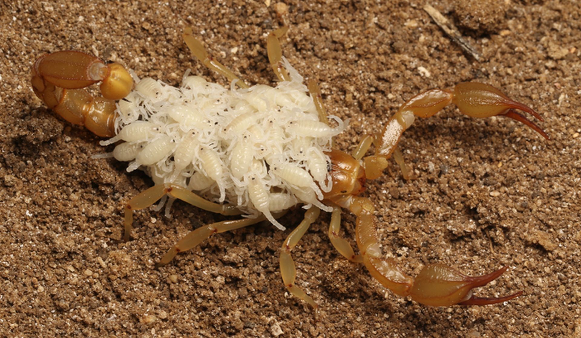 Două noi specii de scorpion, descrise de elevii de liceu dintr-un stat ...